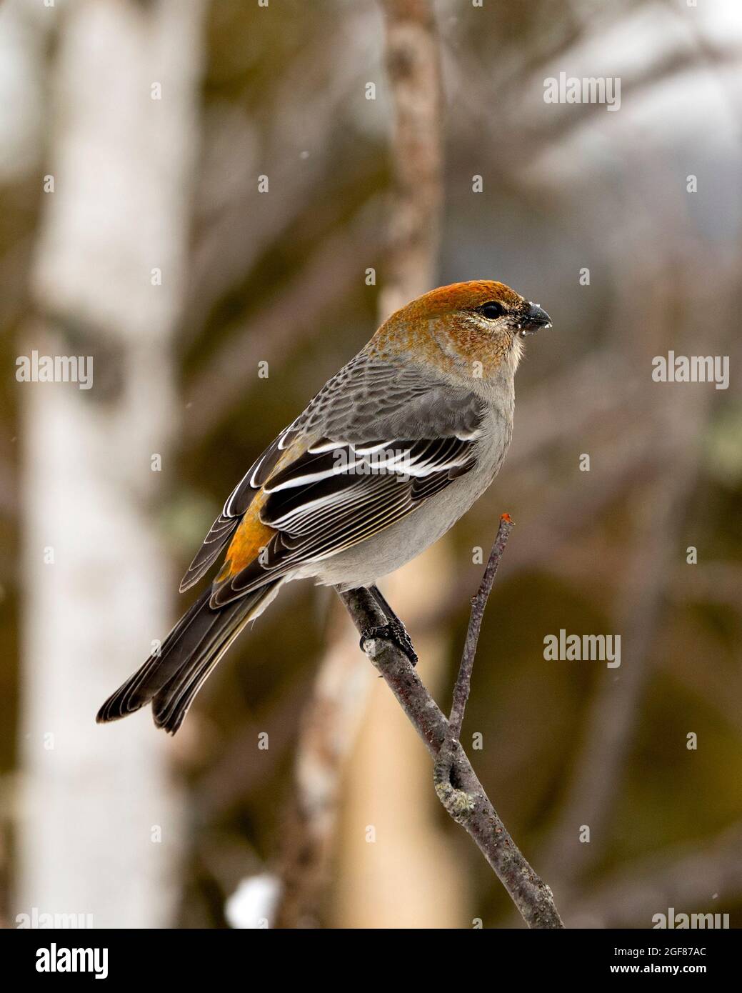 Pine Grosbeak female close-up profile view, perched with a blur ...