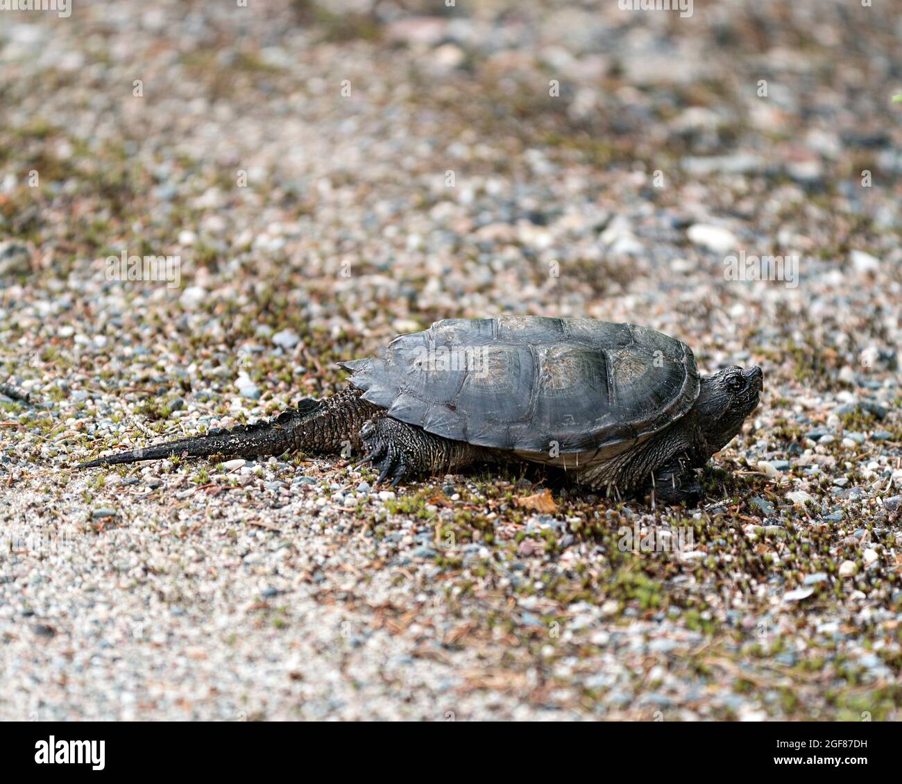 Snapping turtle amazing amphibian hi-res stock photography and images ...