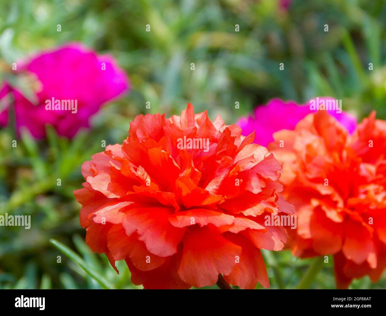 Portulaca Grandiflora White High Resolution Stock Photography and ...