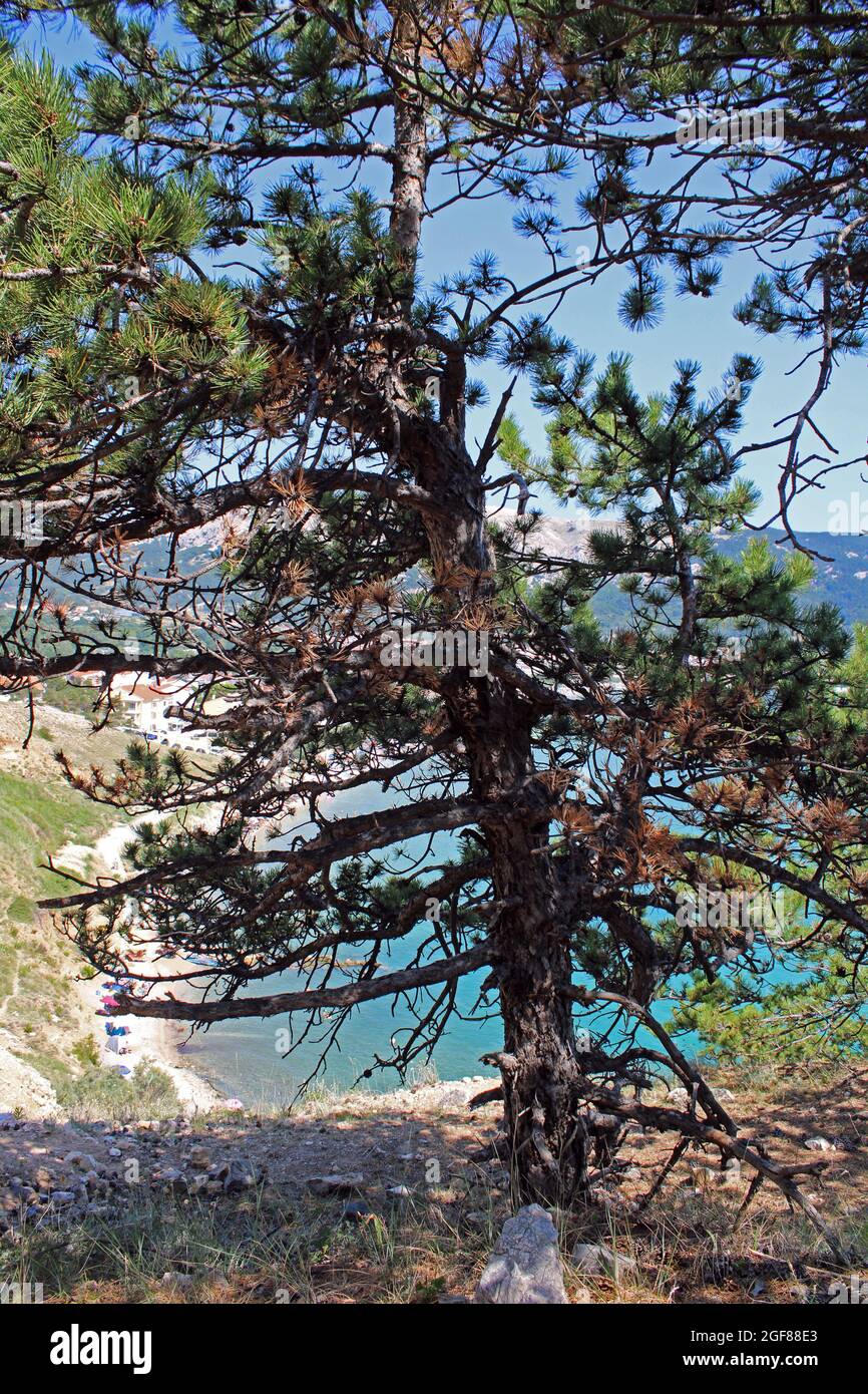 Baska, island Krk, panorama through the trees of phenomenal Zarok ...