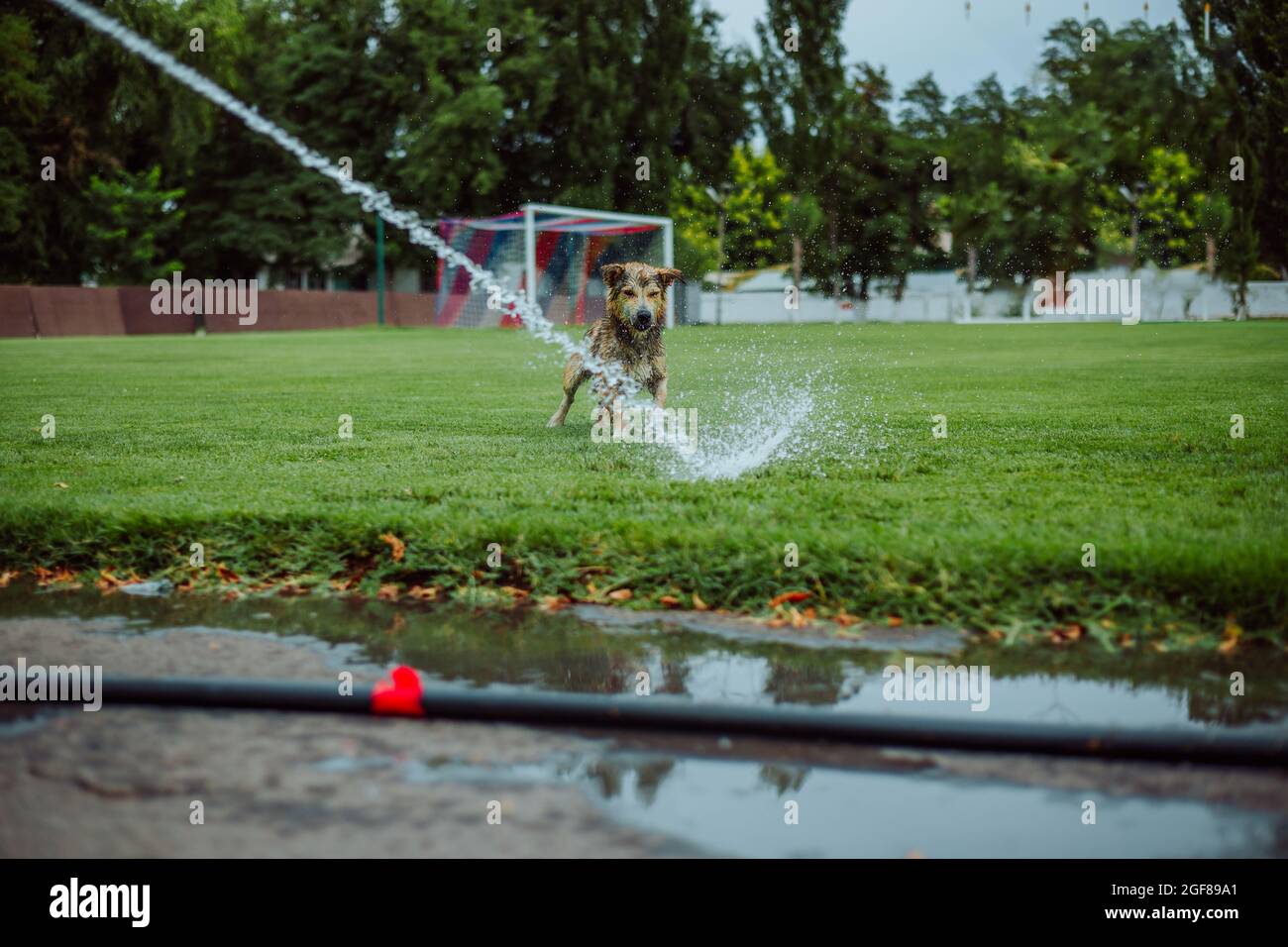 Dog running in the water Stock Photo - Alamy