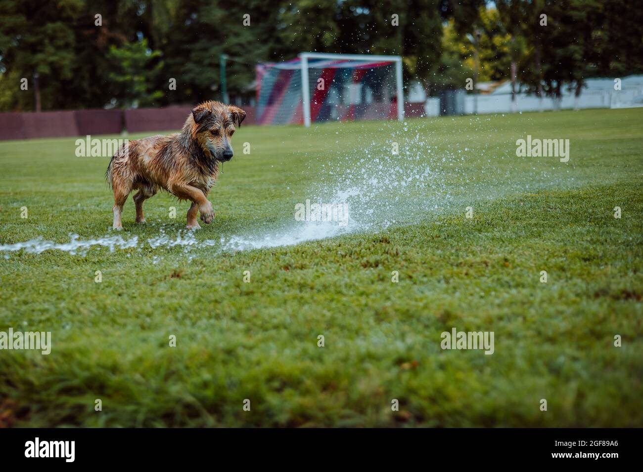 Dog splash photography hi-res stock photography and images - Alamy
