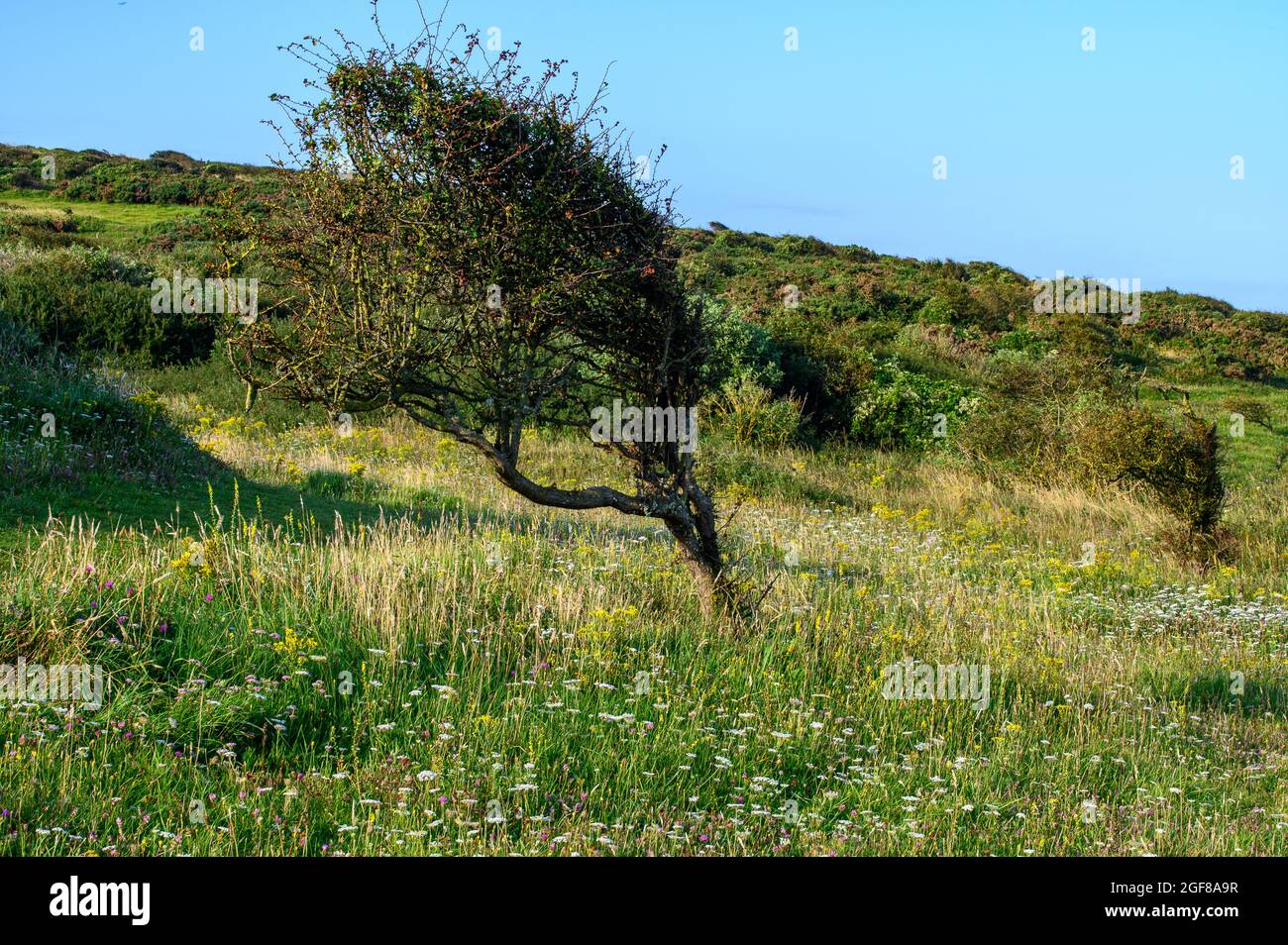 Tree bent prevailing wind wind hi-res stock photography and images - Alamy