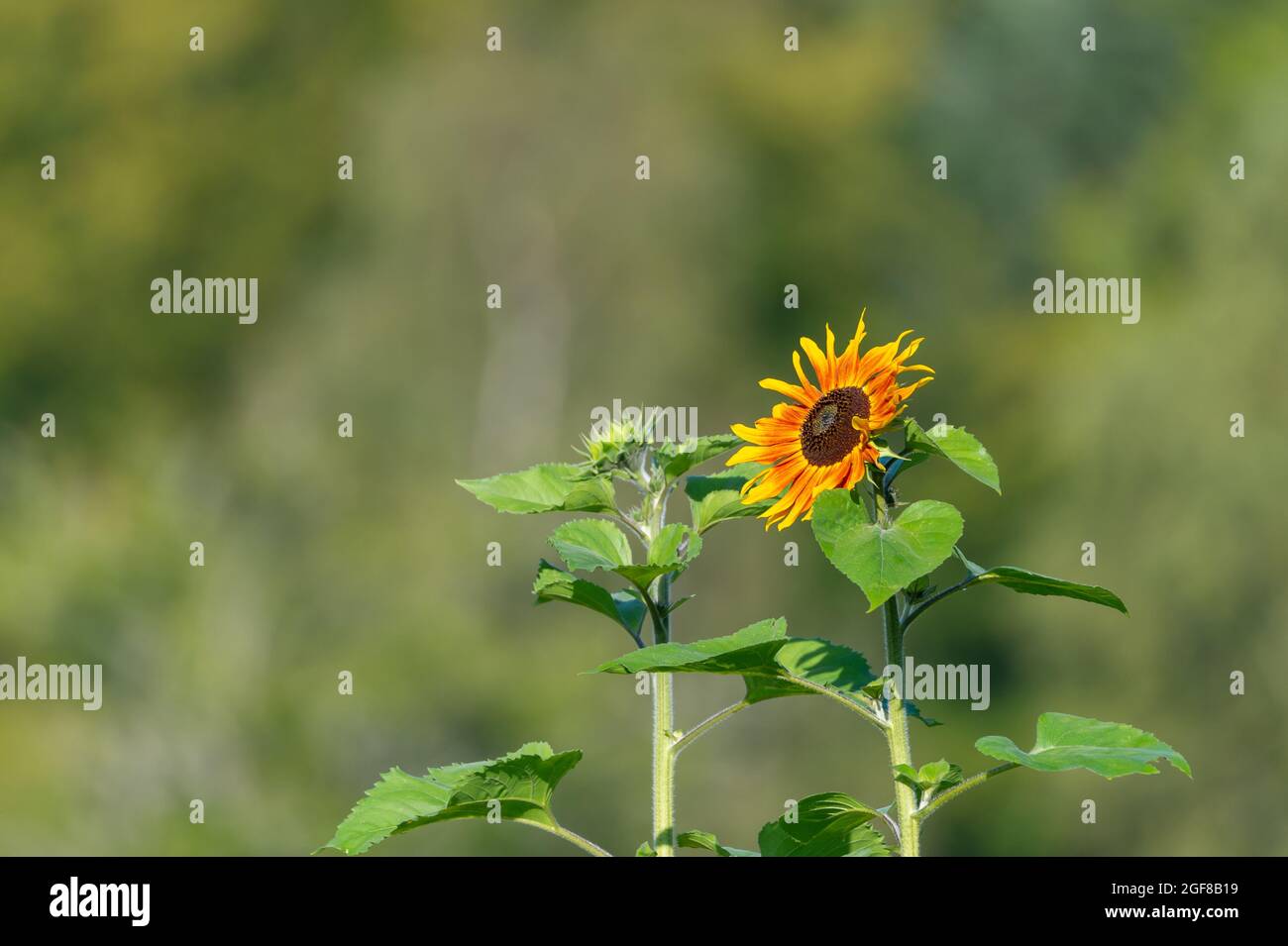Sunflower in sunshine, copy space Stock Photo - Alamy