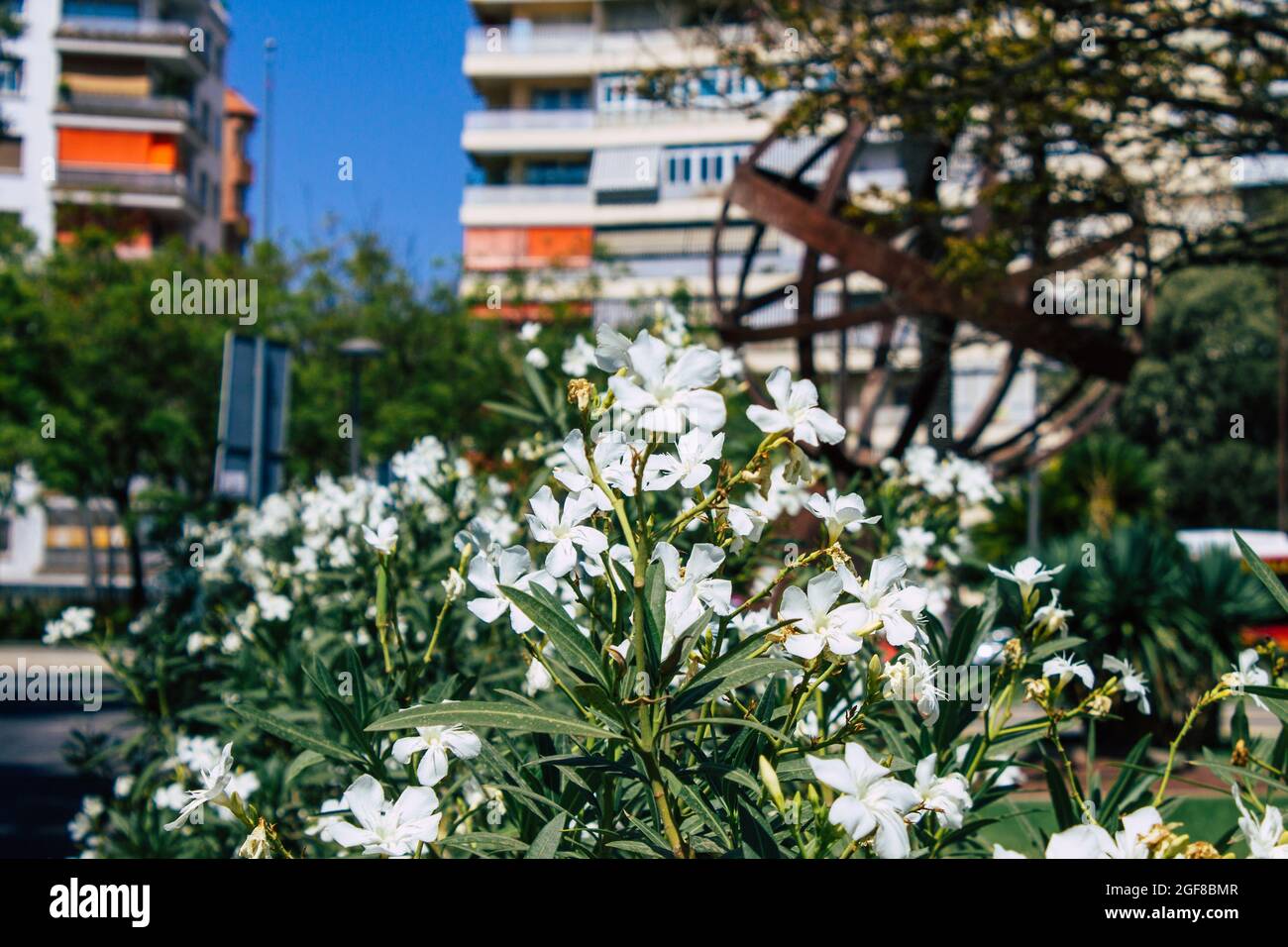Seville Spain August 21, 2021 Nature in bloom in the streets of Seville ...