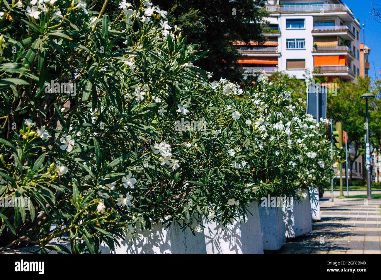 Seville Spain August 21, 2021 Nature in bloom in the streets of Seville ...