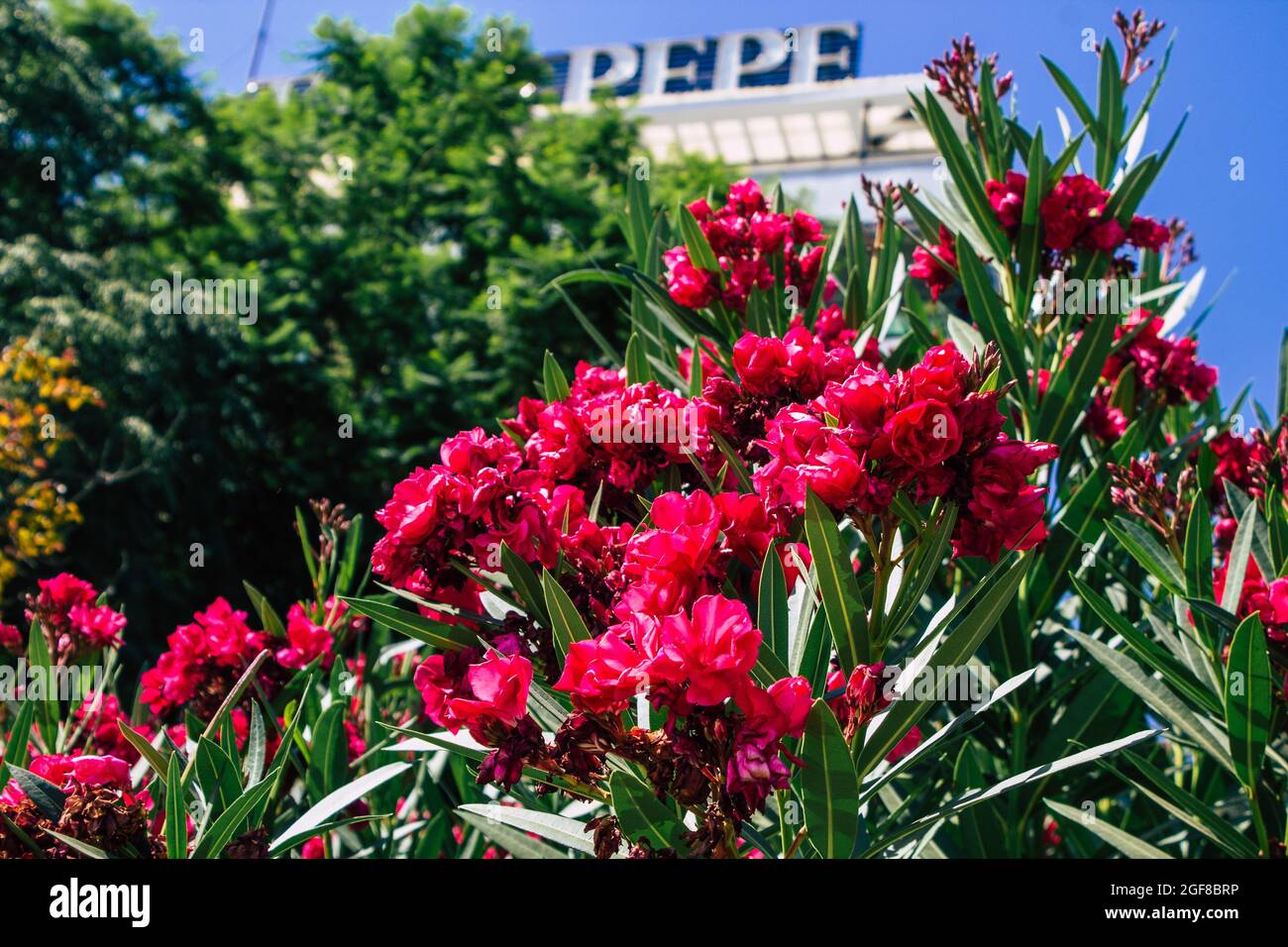 Seville Spain August 21, 2021 Nature in bloom in the streets of Seville ...