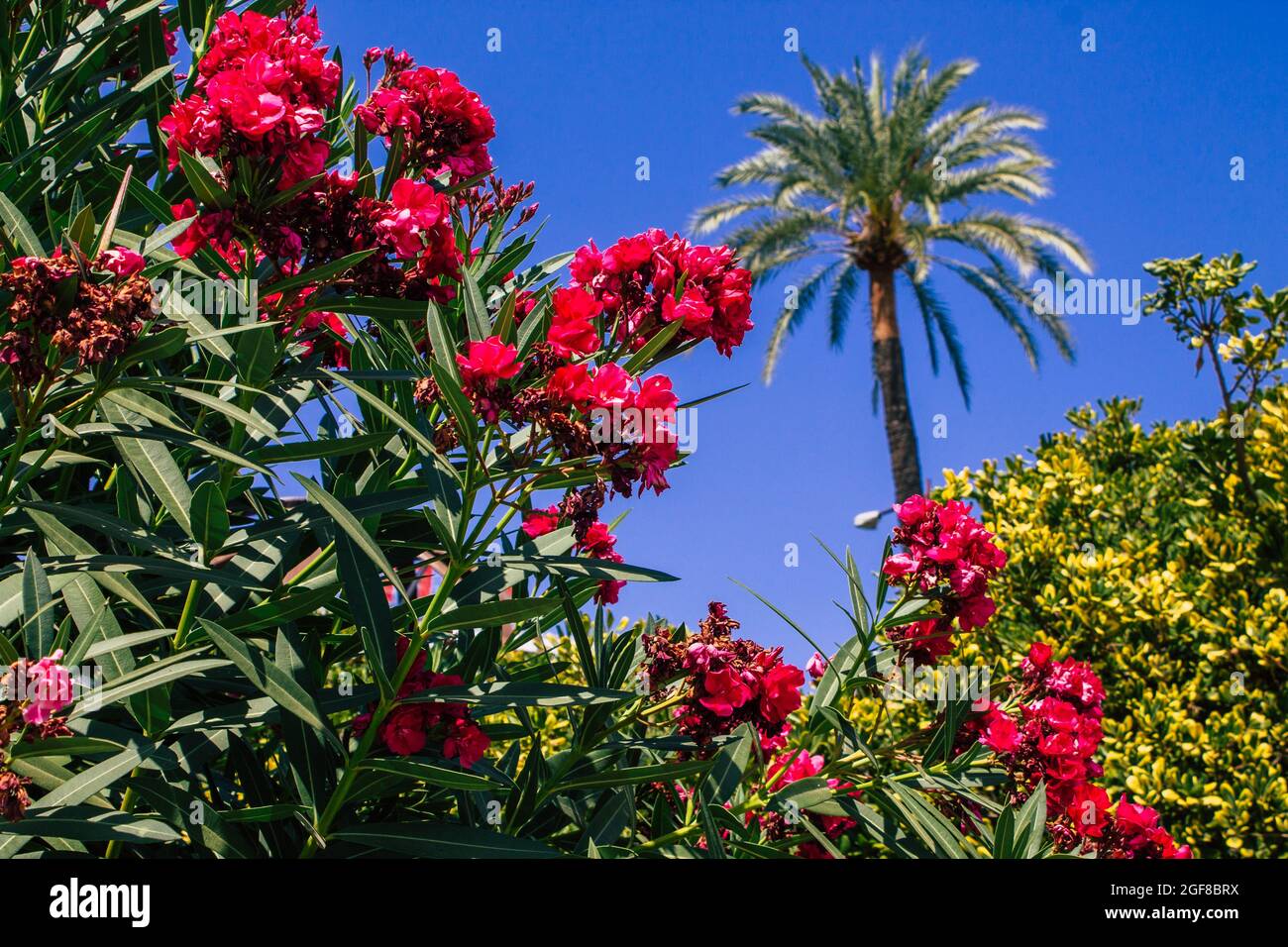 Seville Spain August 21, 2021 Nature in bloom in the streets of Seville ...