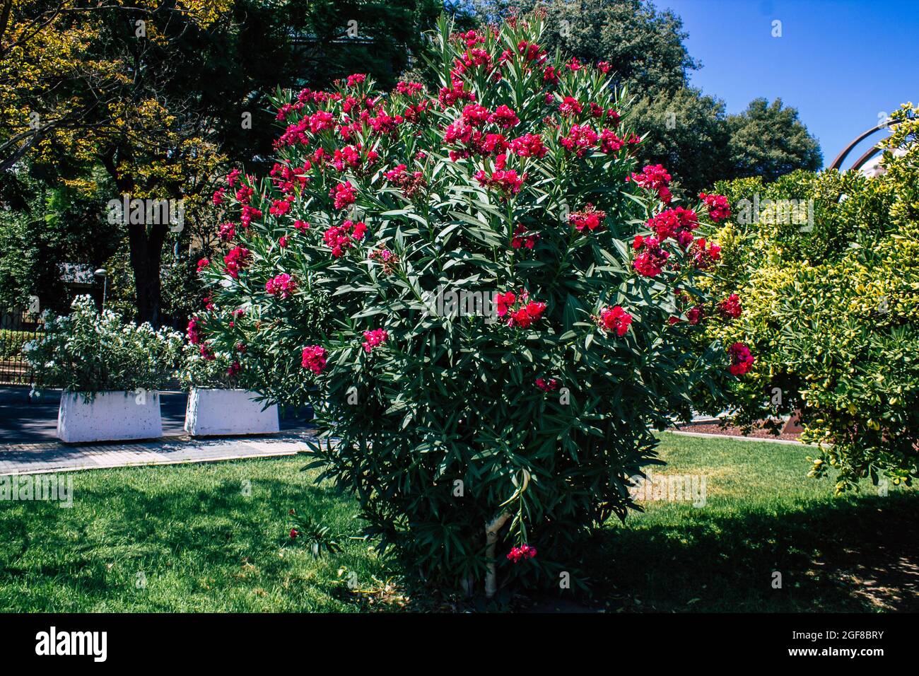 Seville Spain August 21, 2021 Nature in bloom in the streets of Seville ...
