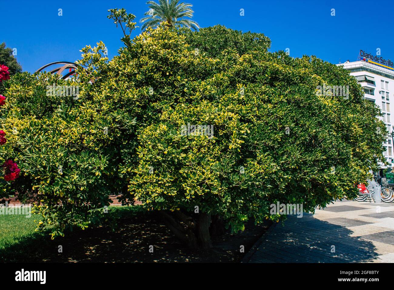 Seville Spain August 21, 2021 Nature in bloom in the streets of Seville ...