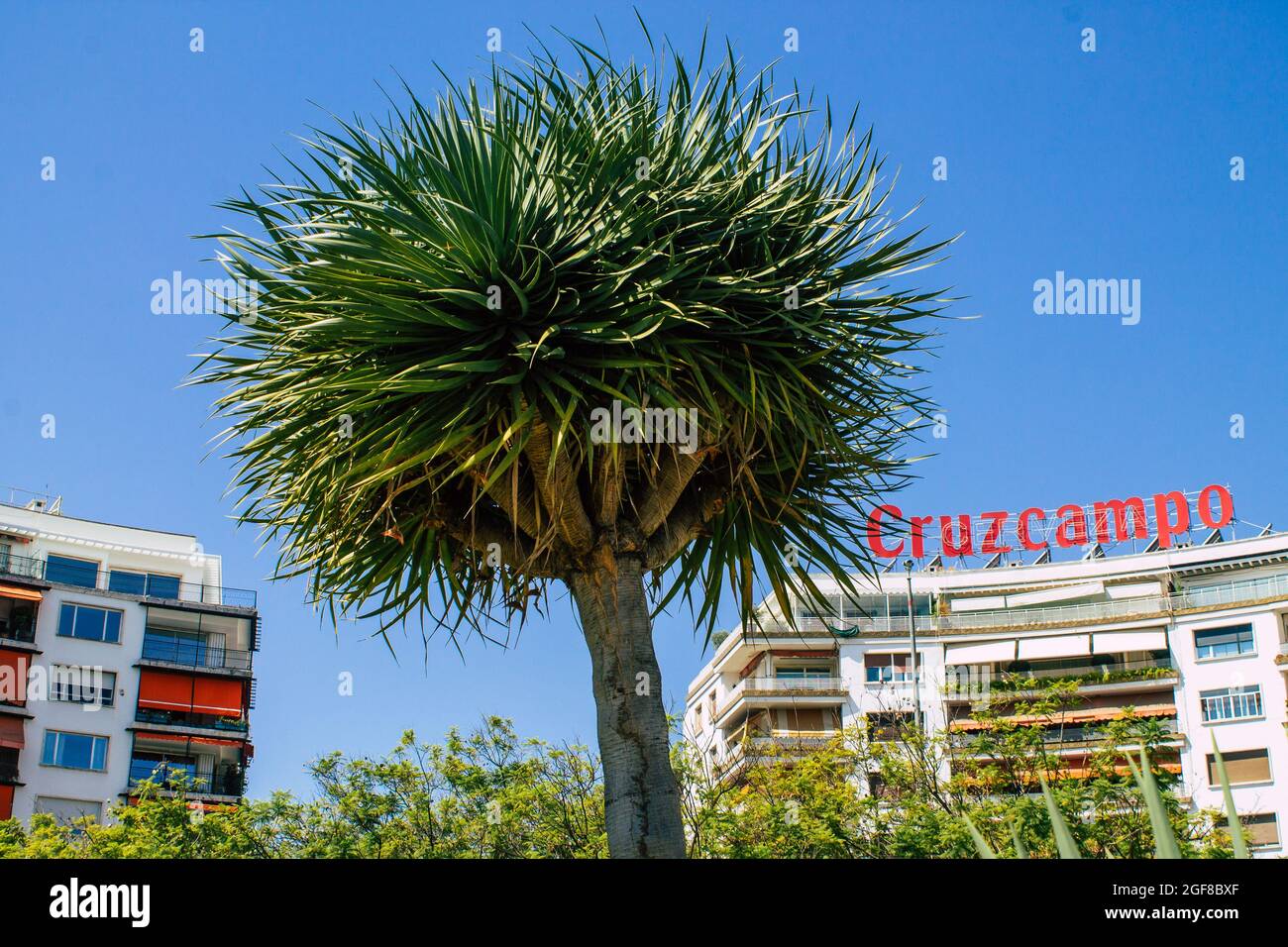 Seville Spain August 21, 2021 Nature in bloom in the streets of Seville ...