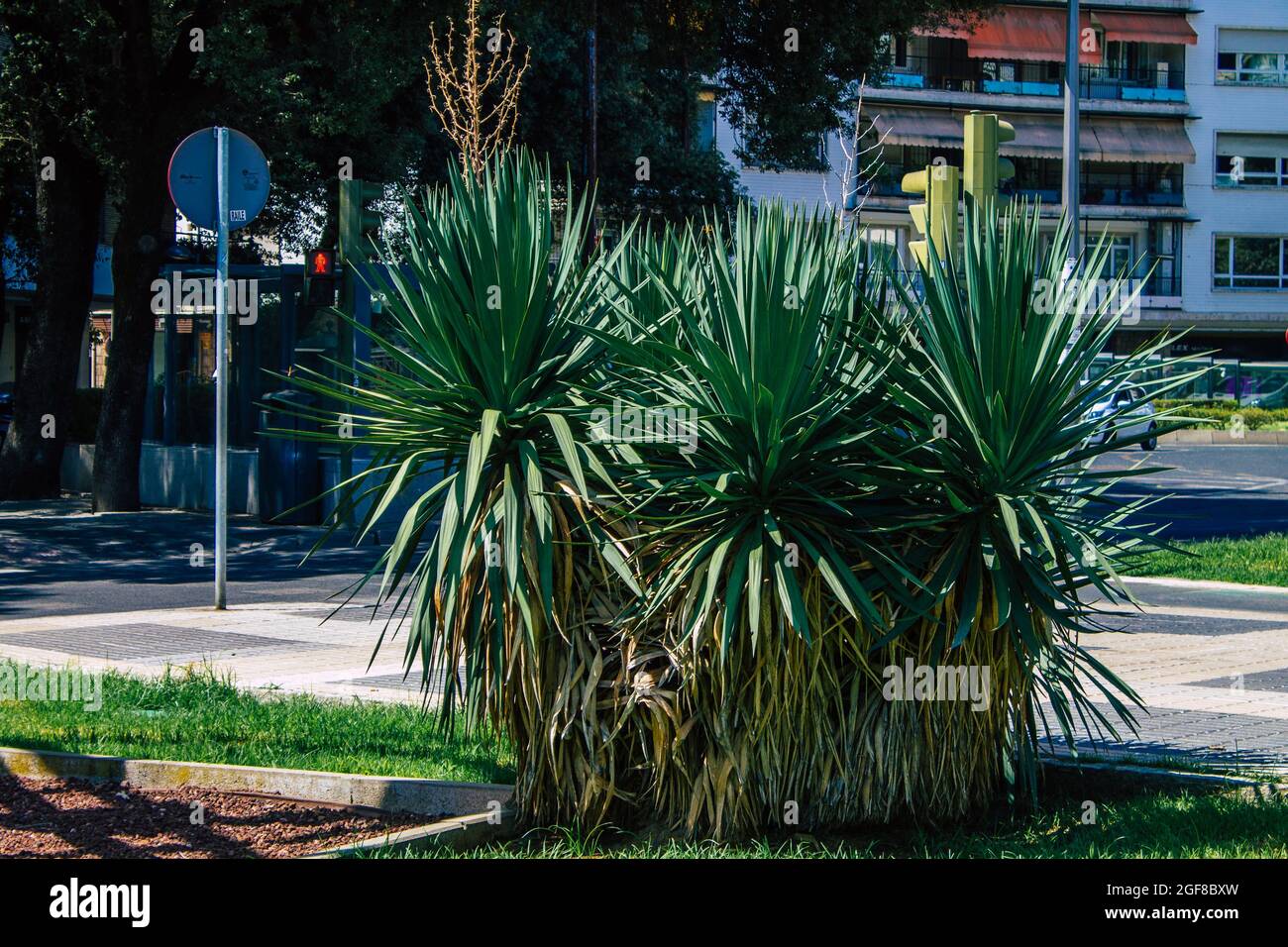 Seville Spain August 21, 2021 Nature in bloom in the streets of Seville ...