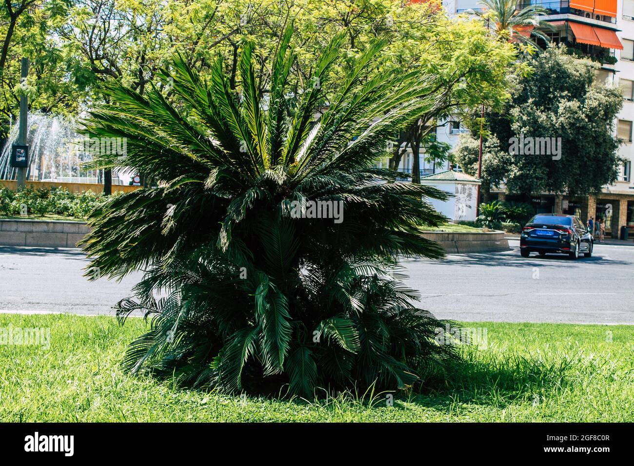 Seville Spain August 21, 2021 Nature in bloom in the streets of Seville ...