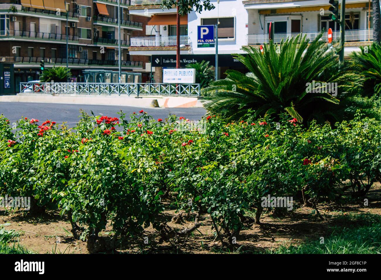 Seville Spain August 21, 2021 Nature in bloom in the streets of Seville ...