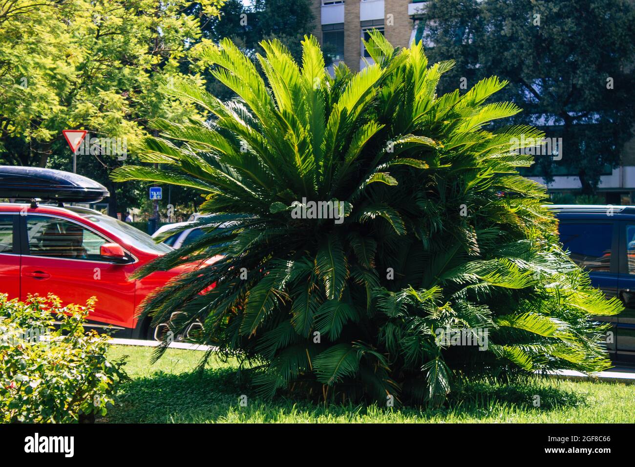 Seville Spain August 21, 2021 Nature in bloom in the streets of Seville ...