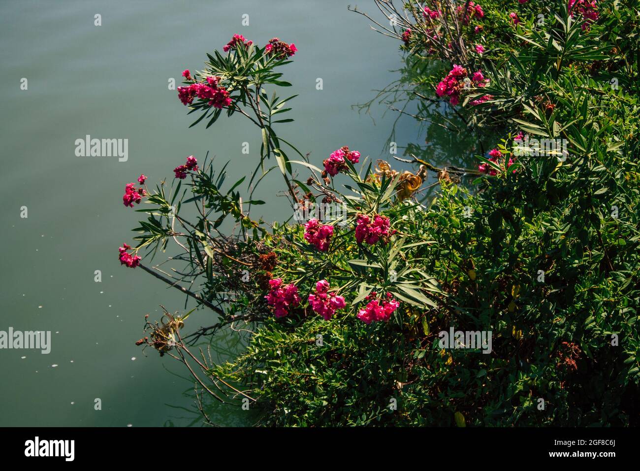 Seville Spain August 21, 2021 Nature in bloom in the streets of Seville ...