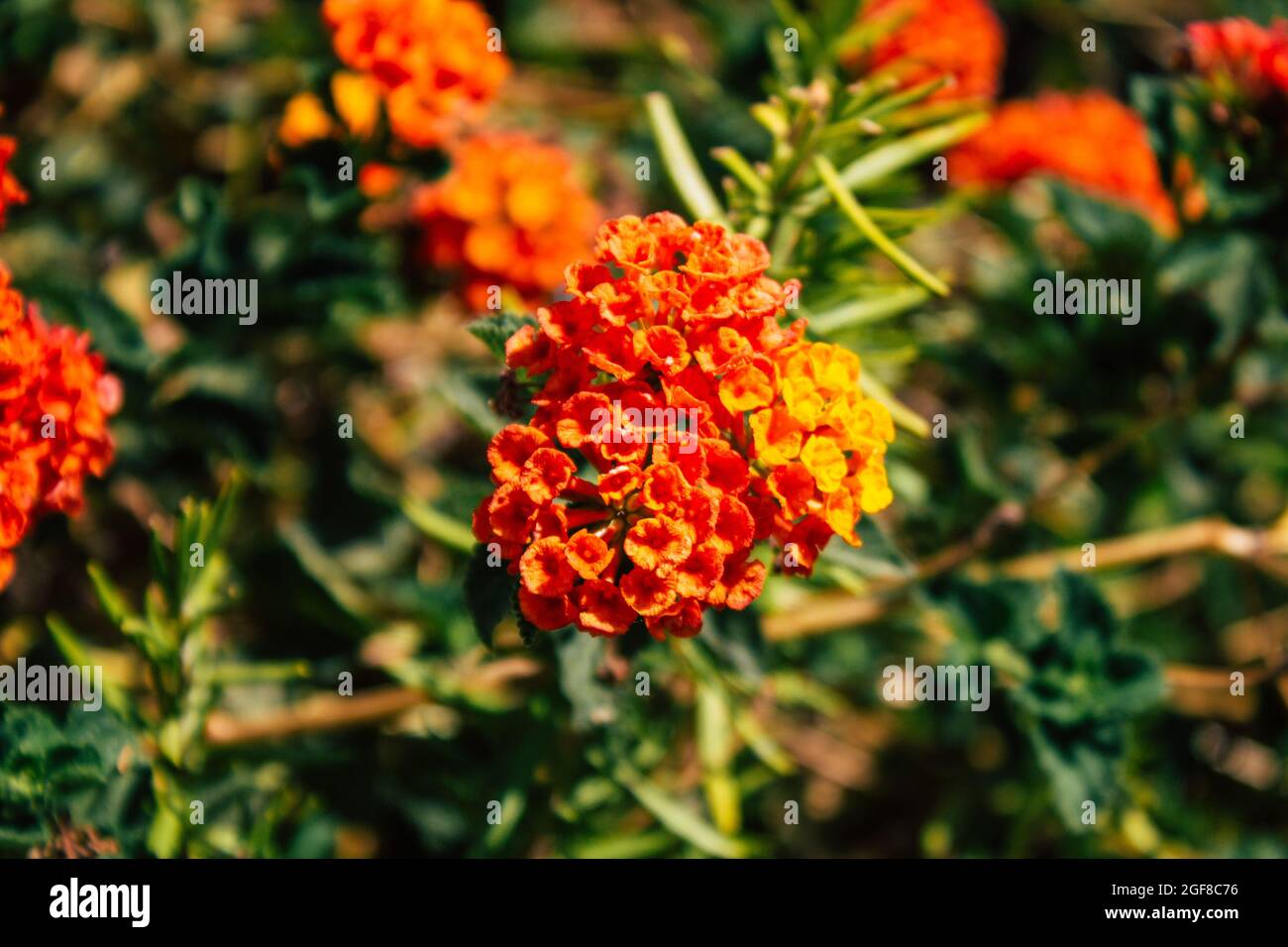 Seville Spain August 21, 2021 Nature in bloom in the streets of Seville ...
