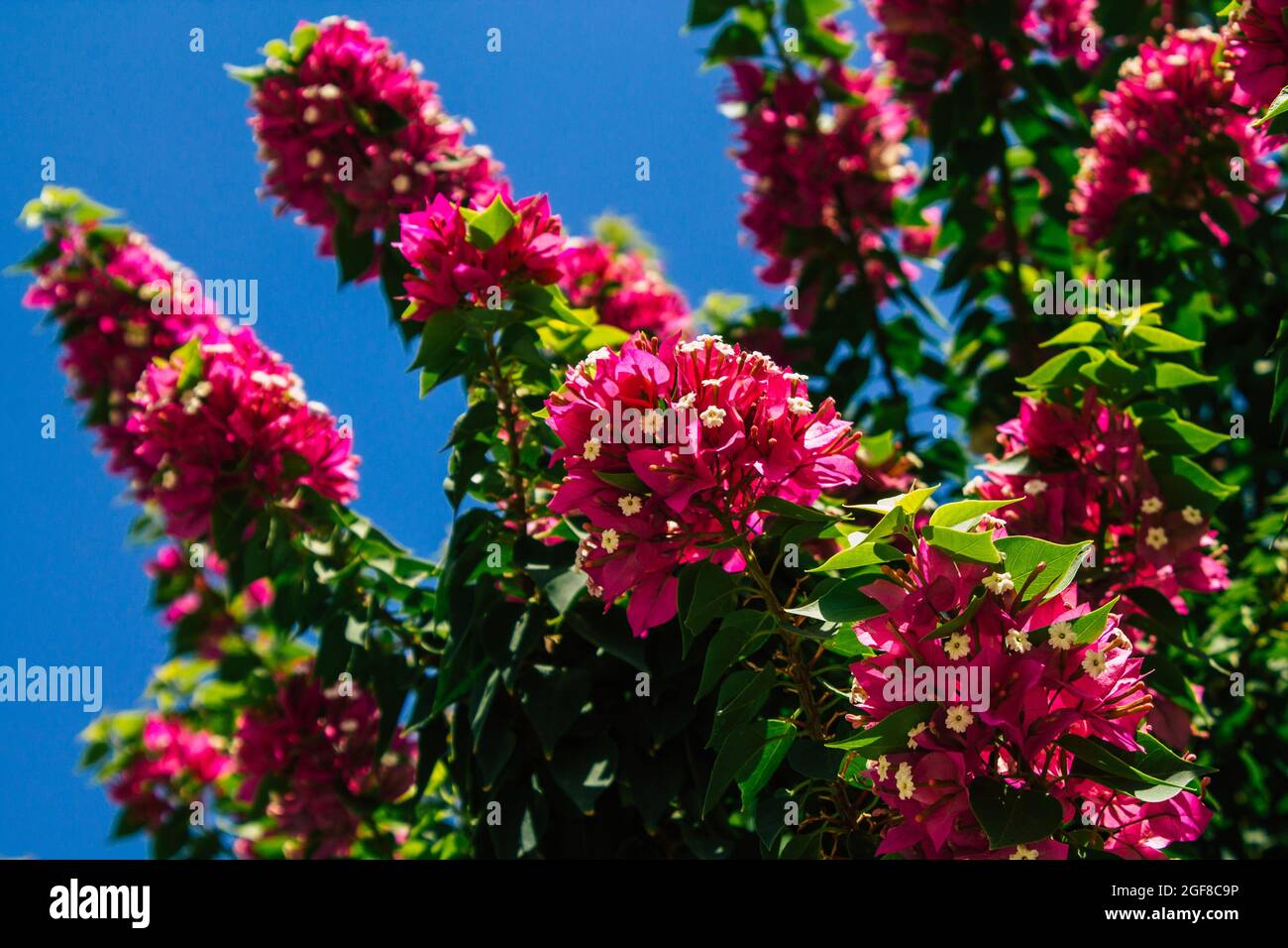 Seville Spain August 21, 2021 Nature in bloom in the streets of Seville ...