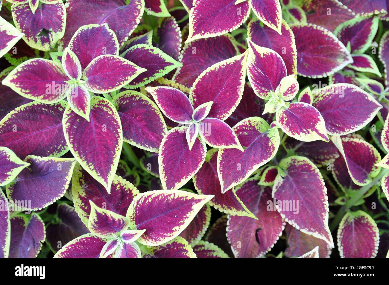 Red Coleus Perennial Coleus Red Head Plants For Sale | Garden Goods