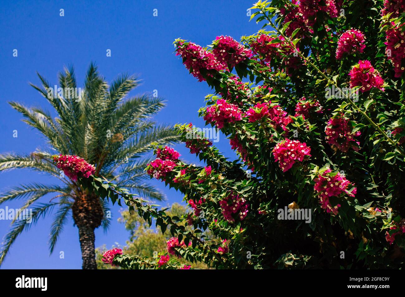 Seville Spain August 21, 2021 Nature in bloom in the streets of Seville ...