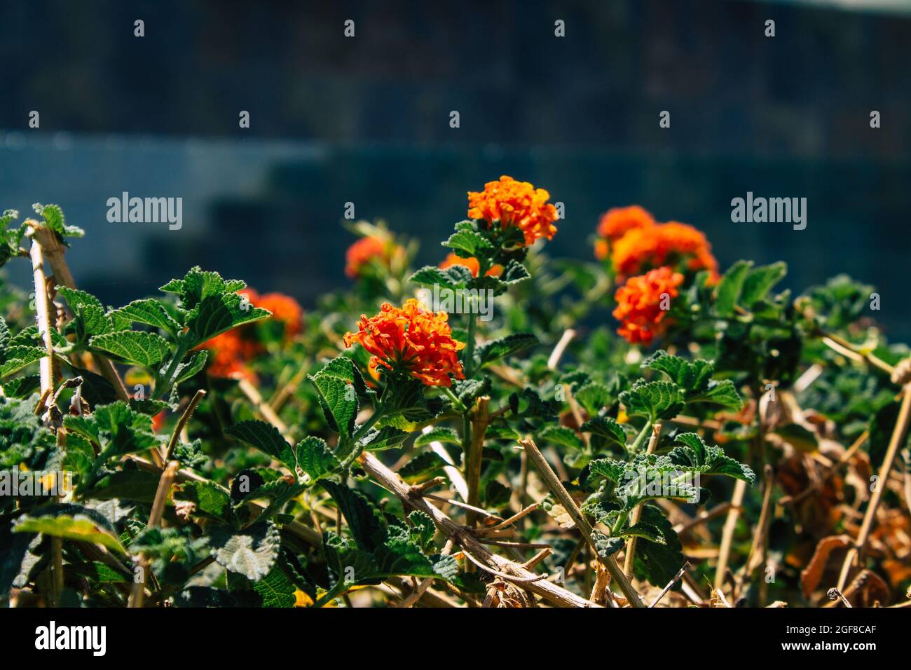 Seville Spain August 21, 2021 Nature in bloom in the streets of Seville ...