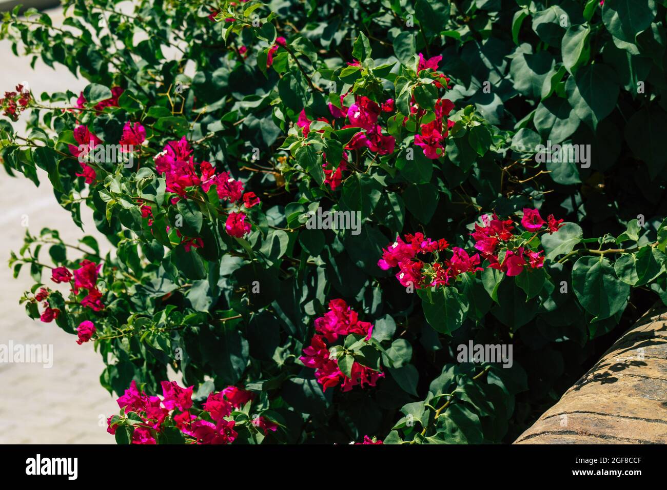Seville Spain August 21, 2021 Nature in bloom in the streets of Seville ...