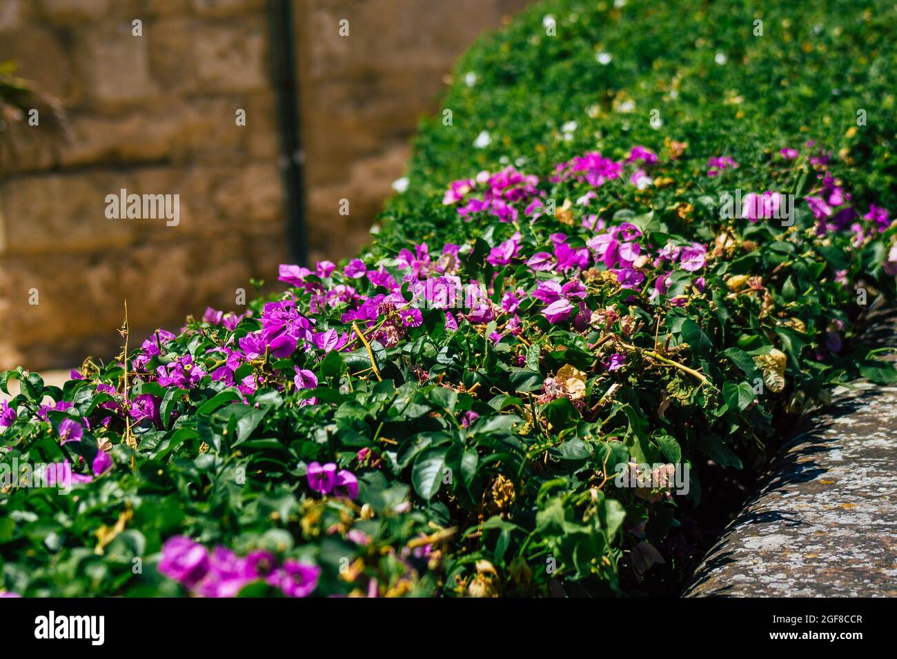 Seville Spain August 21, 2021 Nature in bloom in the streets of Seville ...