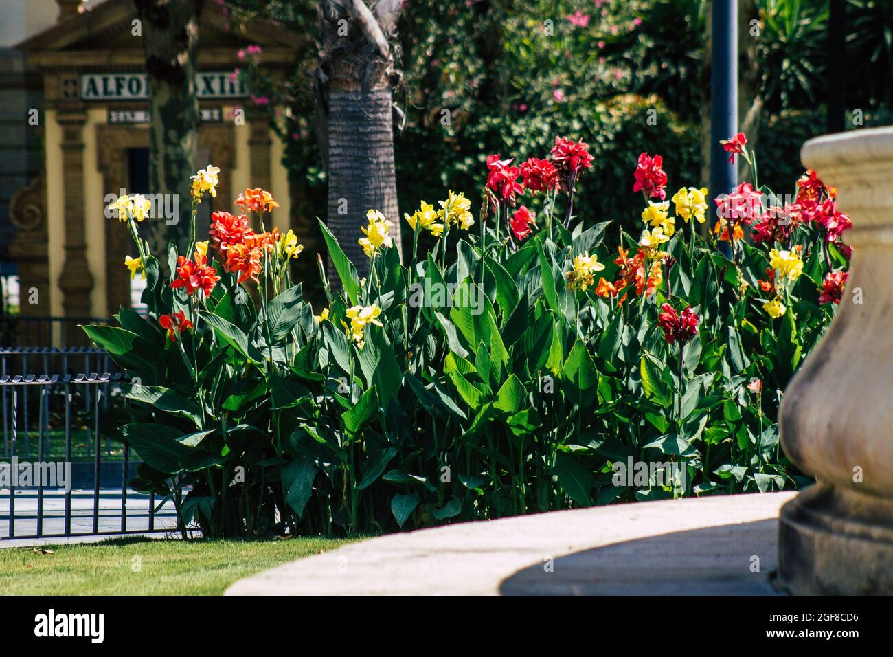 Seville Spain August 21, 2021 Nature in bloom in the streets of Seville ...