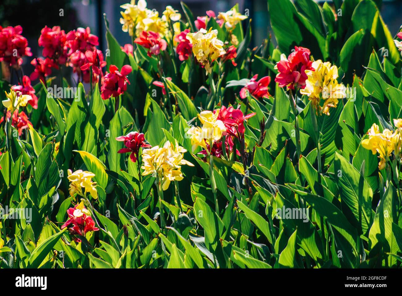 Seville Spain August 21, 2021 Nature in bloom in the streets of Seville ...