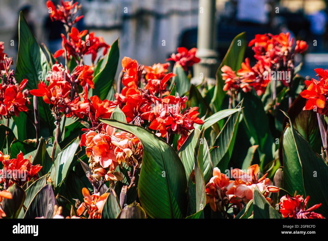 Seville Spain August 21, 2021 Nature in bloom in the streets of Seville ...