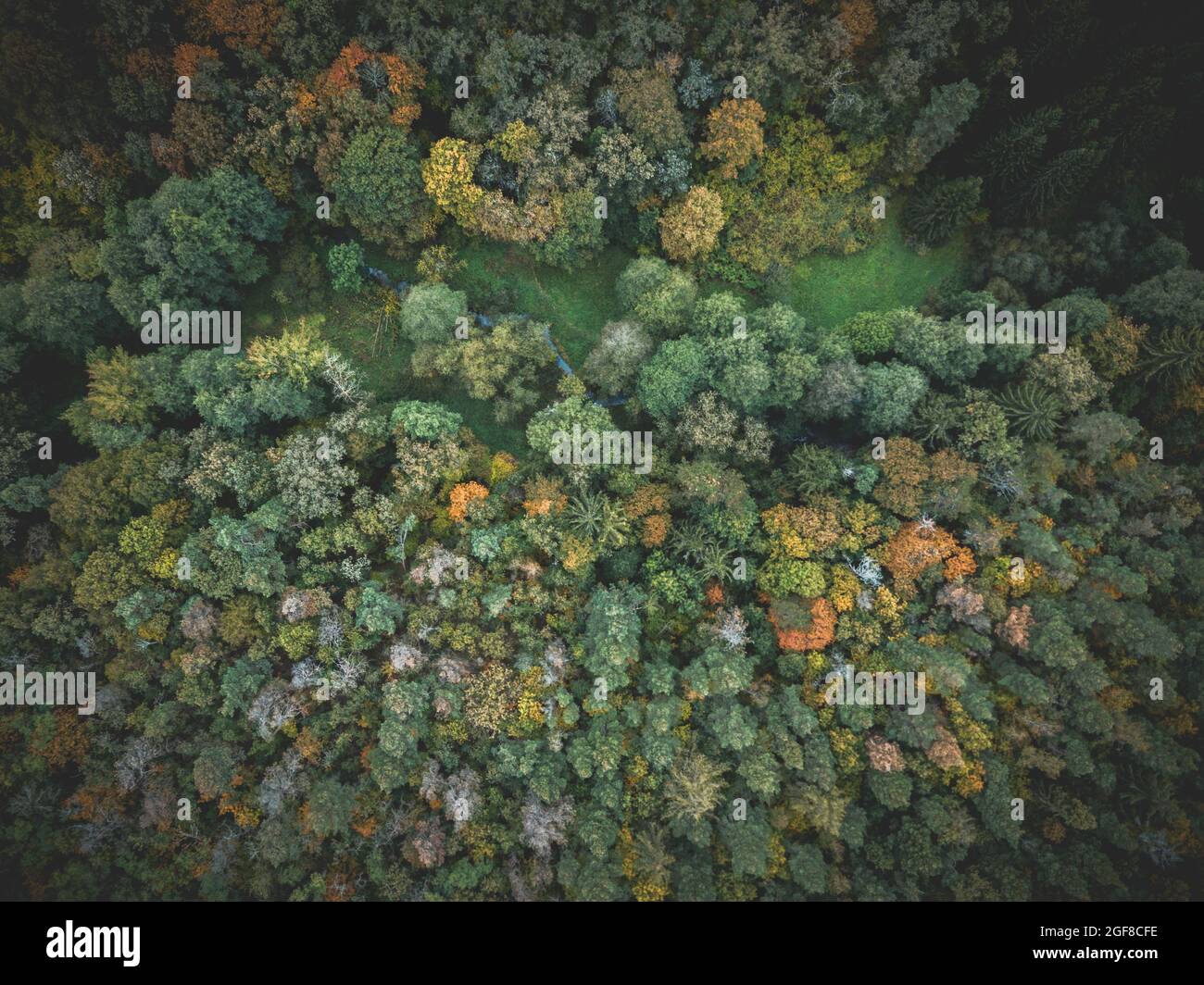 Autumn forest from above Stock Photo - Alamy