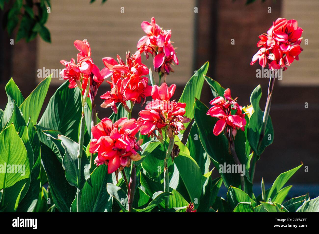 Seville Spain August 21, 2021 Nature in bloom in the streets of Seville ...