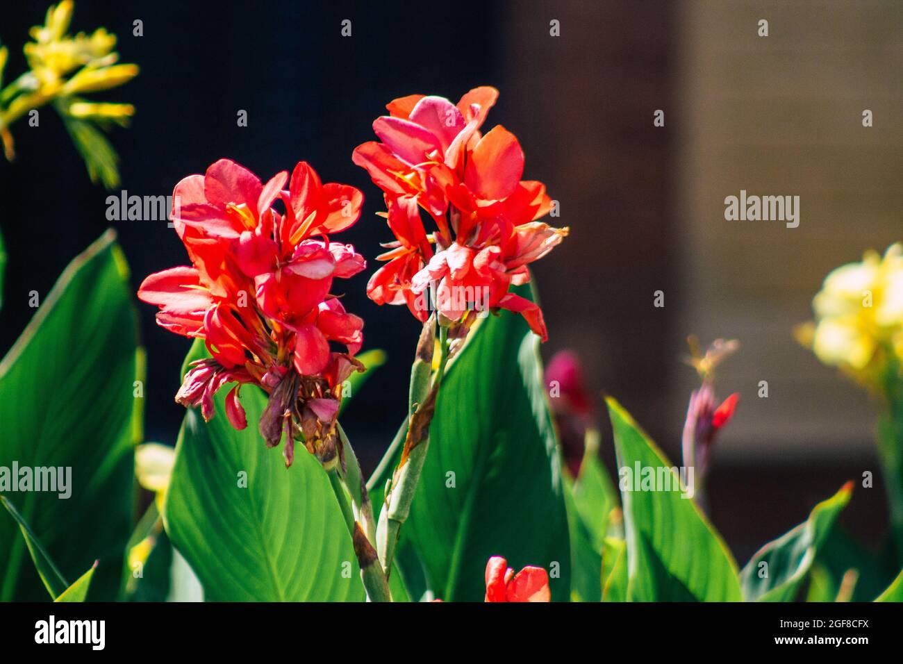 Seville Spain August 21, 2021 Nature in bloom in the streets of Seville ...