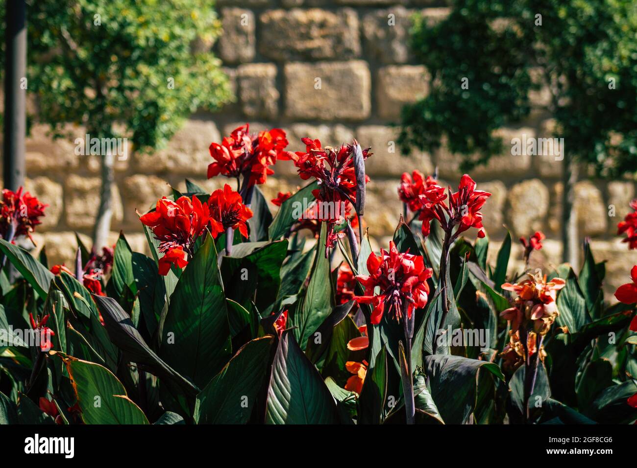 Seville Spain August 21, 2021 Nature in bloom in the streets of Seville ...
