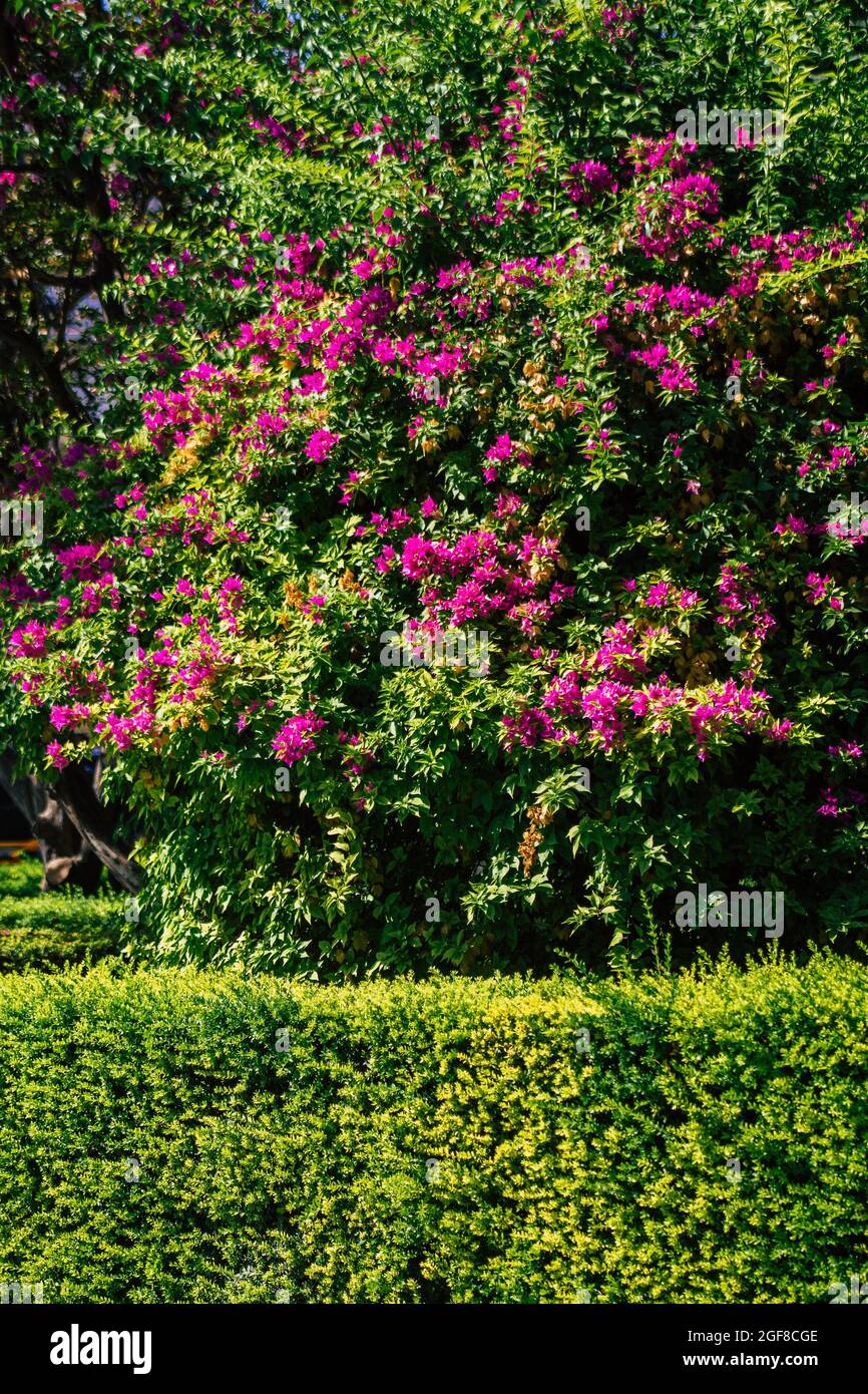 Seville Spain August 21, 2021 Nature in bloom in the streets of Seville ...