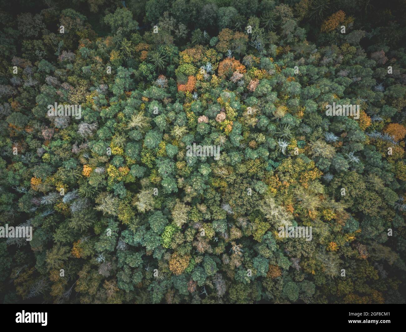 Autumn forest from above Stock Photo - Alamy
