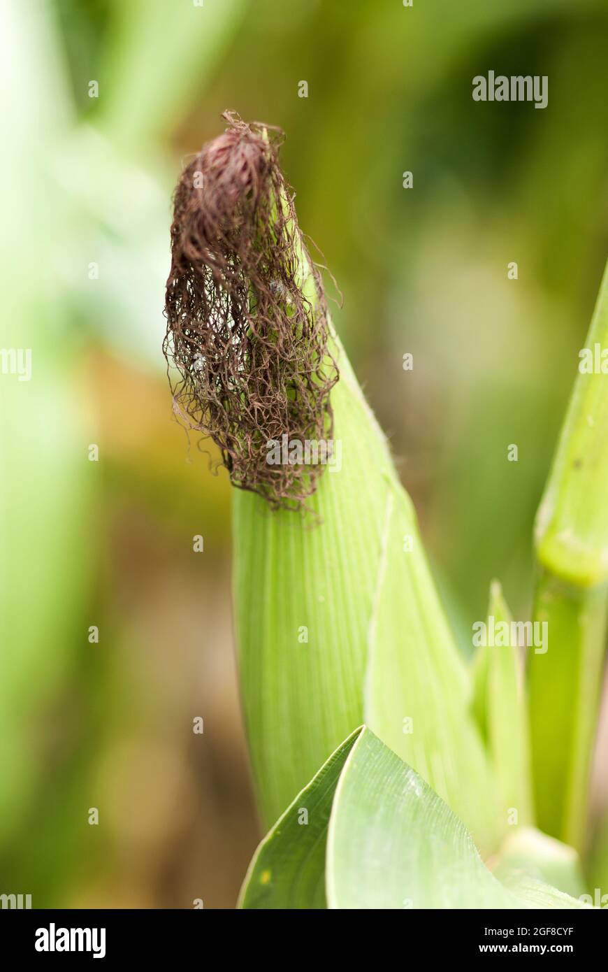 Young corn in Guatemala. Zea mays. Grain, central America Stock Photo ...