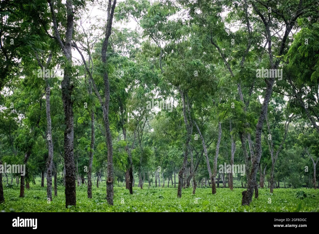Beautiful tea garden hi-res stock photography and images - Alamy