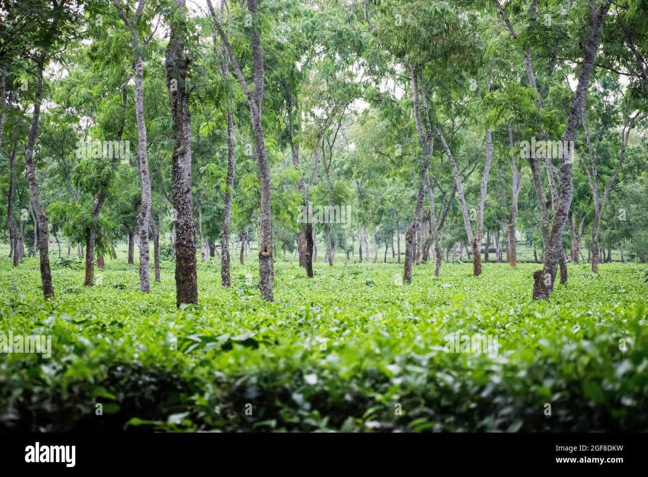 Bangladesh tea garden hi-res stock photography and images - Alamy