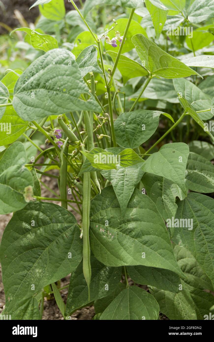 Organic bean cultivation in Guatemala, annual harvest Stock Photo - Alamy