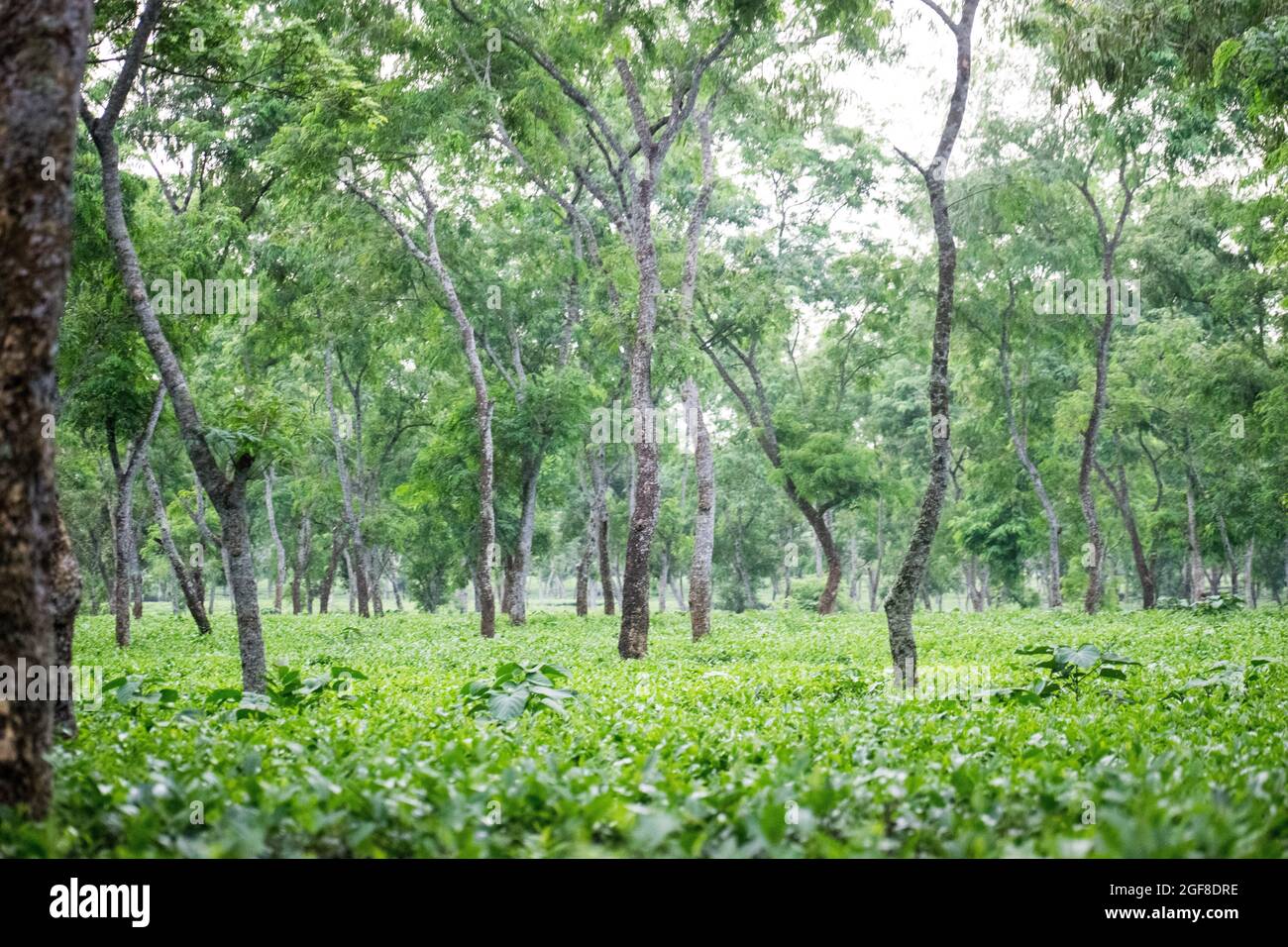 Bangladesh tea garden hi-res stock photography and images - Alamy