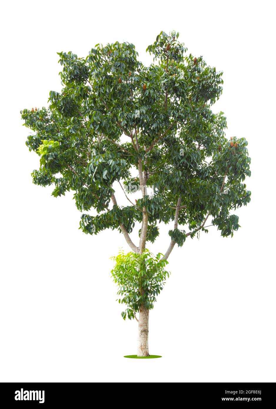 The freshness big green tree isolated on white background Stock Photo ...