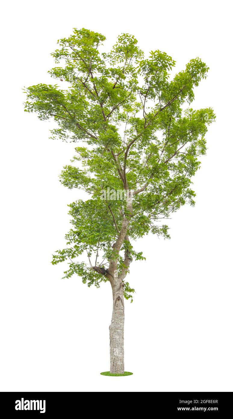 The freshness big green tree isolated on white background Stock Photo ...