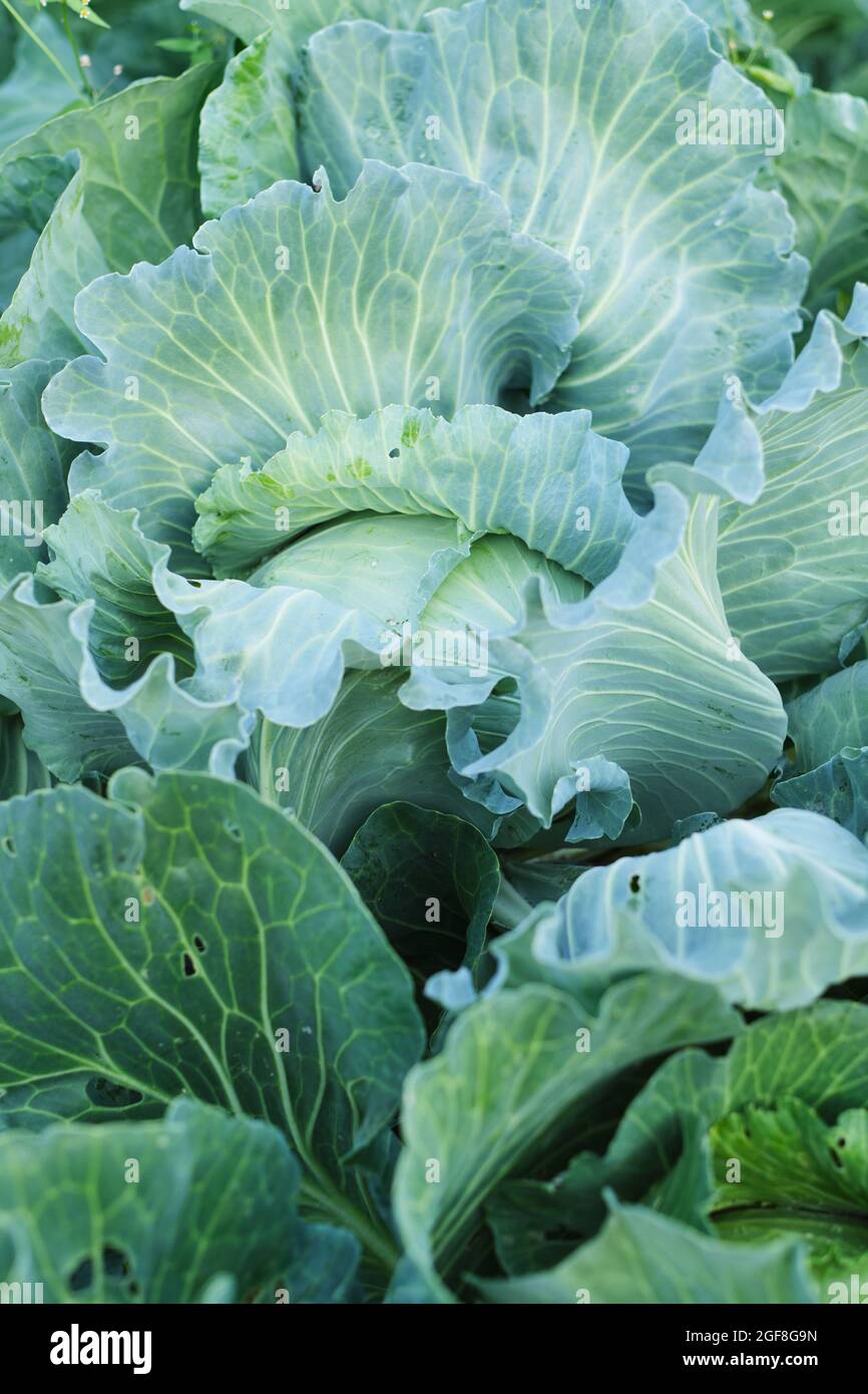 Cabbage head in green foliage in the garden, vegetables and agriculture ...