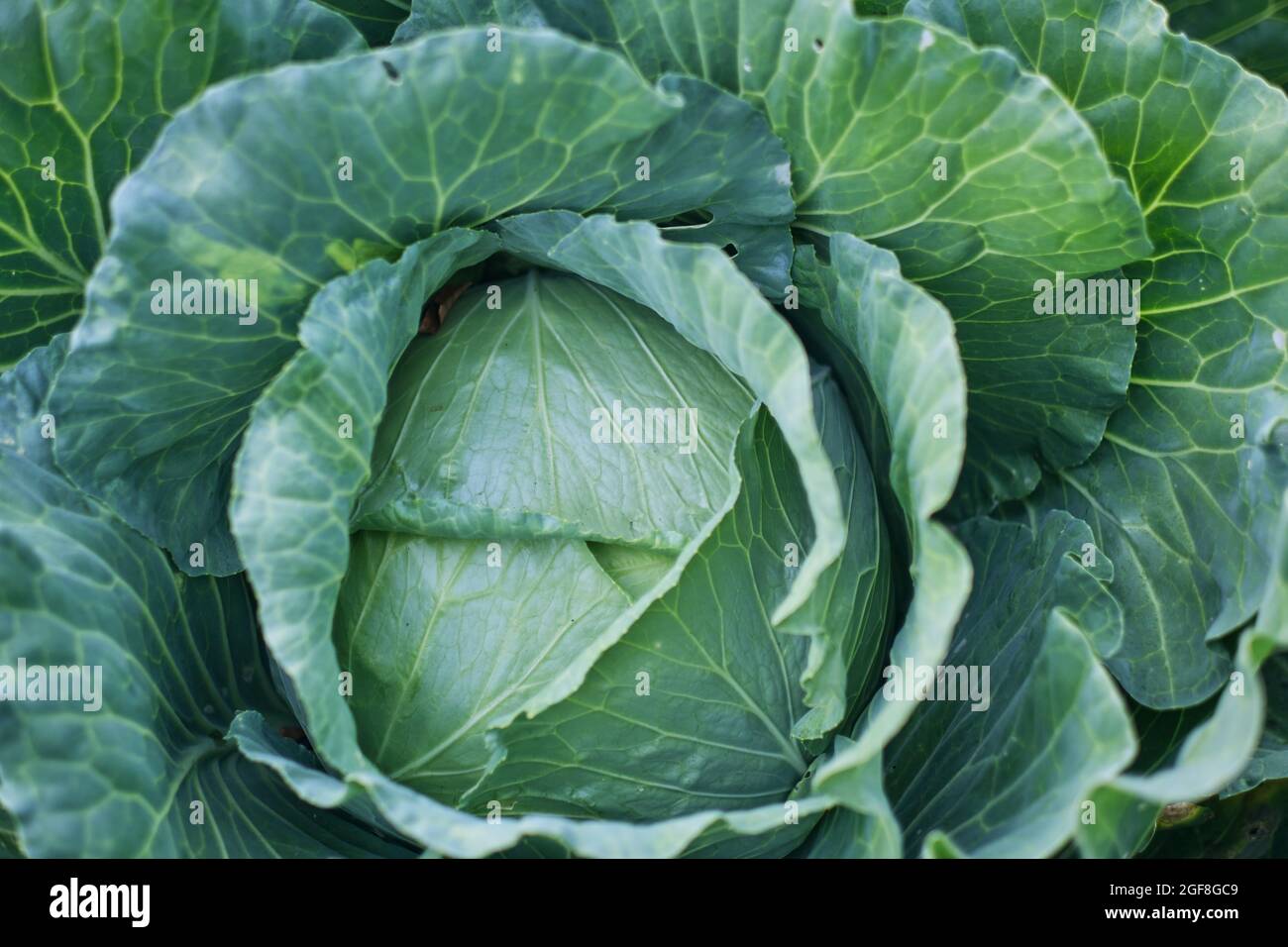 Cabbage head in green foliage in the garden, vegetables and agriculture ...