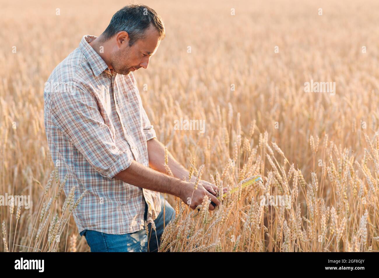Farmer examine and measure with ruler wheat ears at agricultural field ...