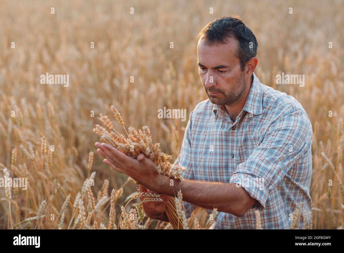 Farmer in wheat field hi-res stock photography and images - Alamy