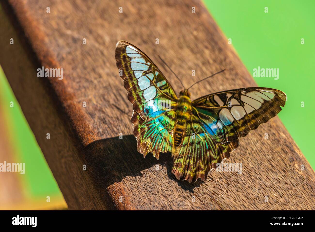 Beautiful turquoise blue and green colored butterfly at waterfalls ...