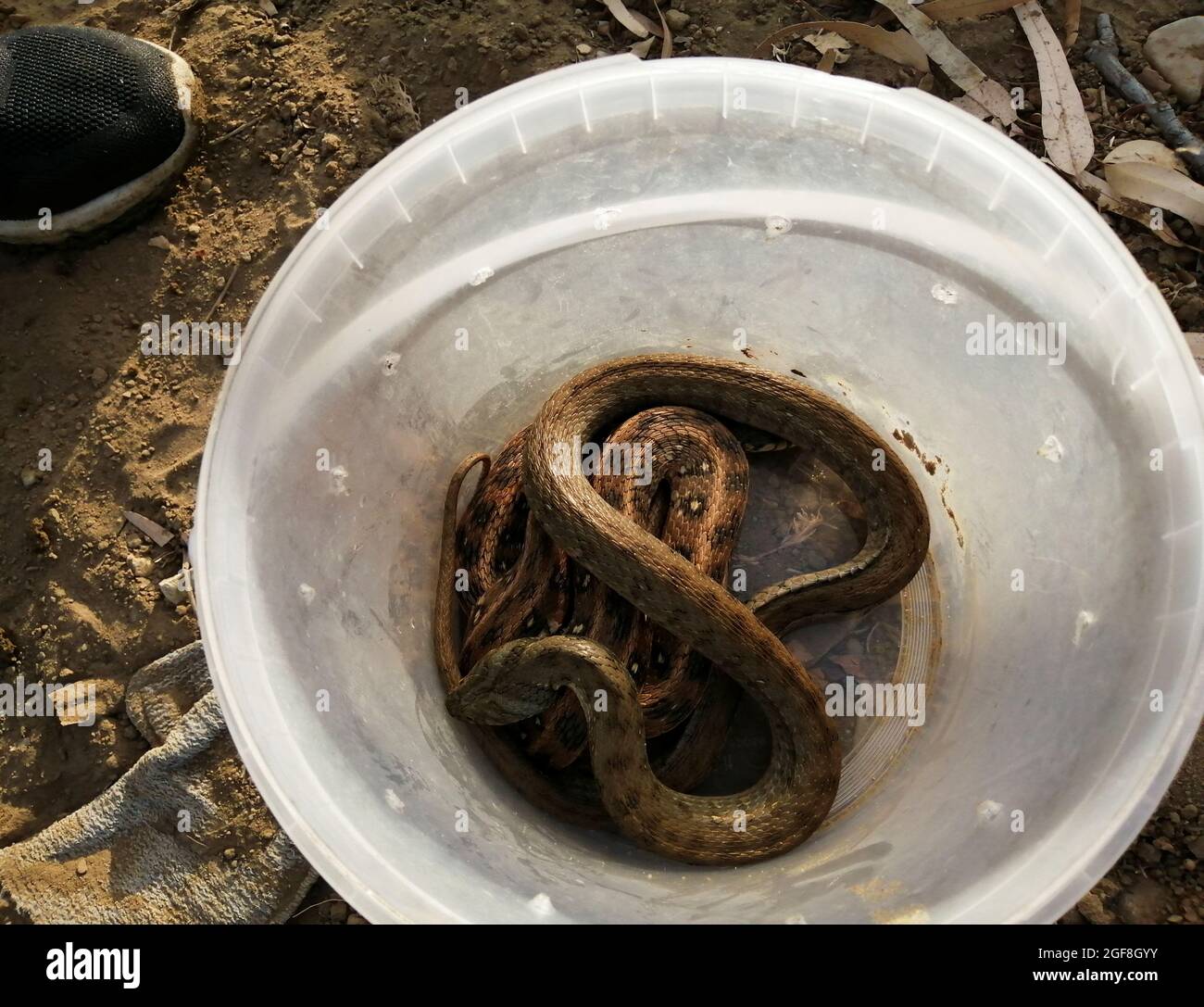 Bucket snakes hi-res stock photography and images - Alamy