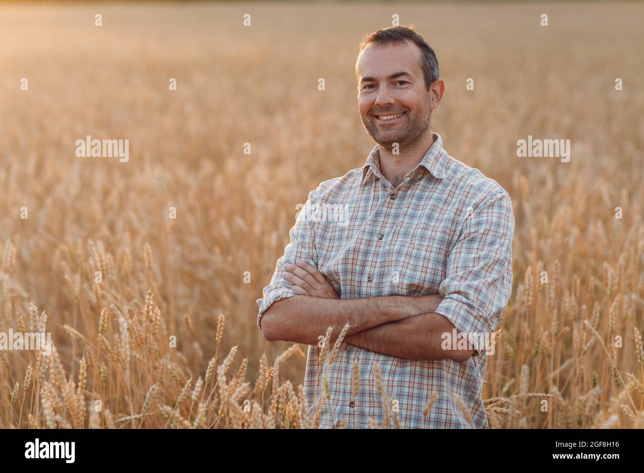 Man farmer in wheat field at sunset. Farming and agricultural ...